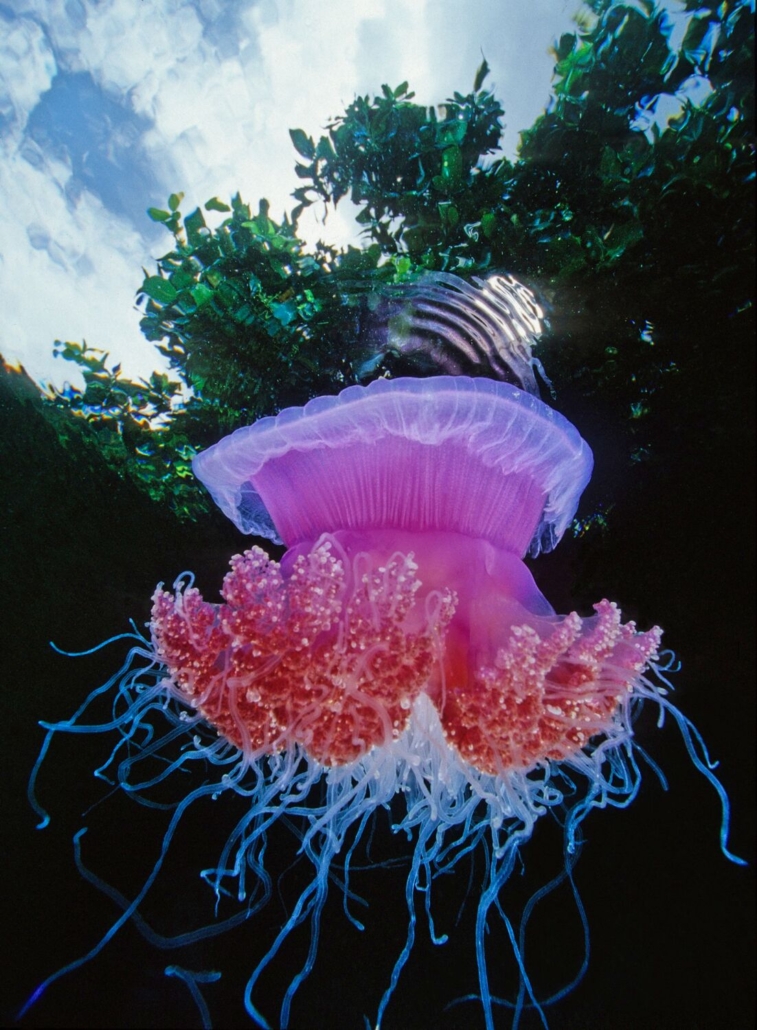 Chris Newbert - International Training - SDI | TDI | ERDI | PFI