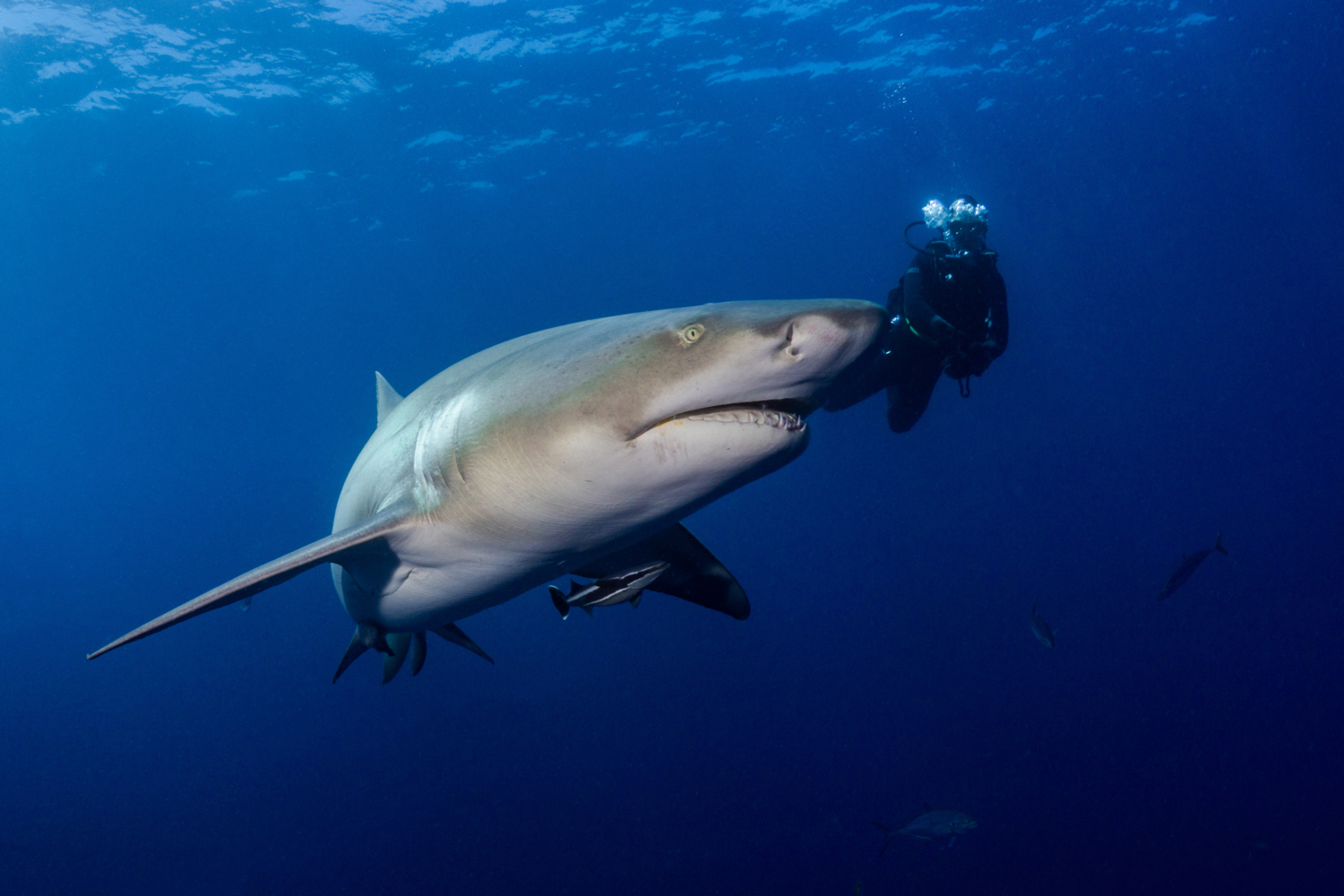 Shark Diving and the Importance of Shark Awareness in Scuba