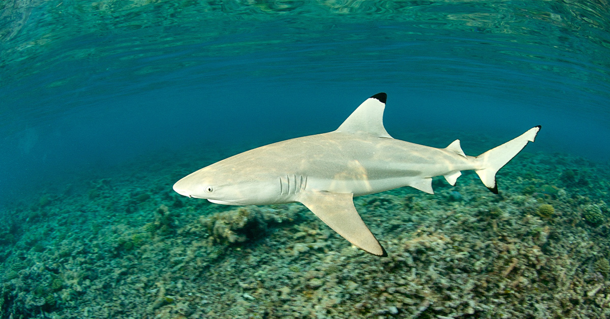 Shark Diving and the Importance of Shark Awareness in Scuba
