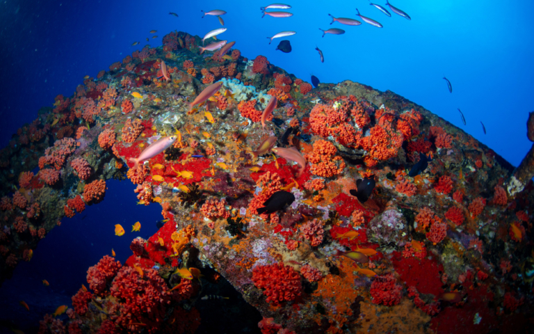The SS United States Becomes the World’s Largest Artificial Reef